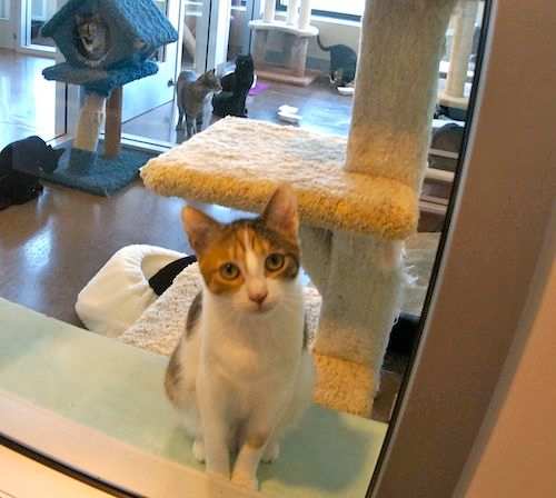 Shelter Learniverse - Is Cage-Free the Way to Be? Rethinking Shelter ...